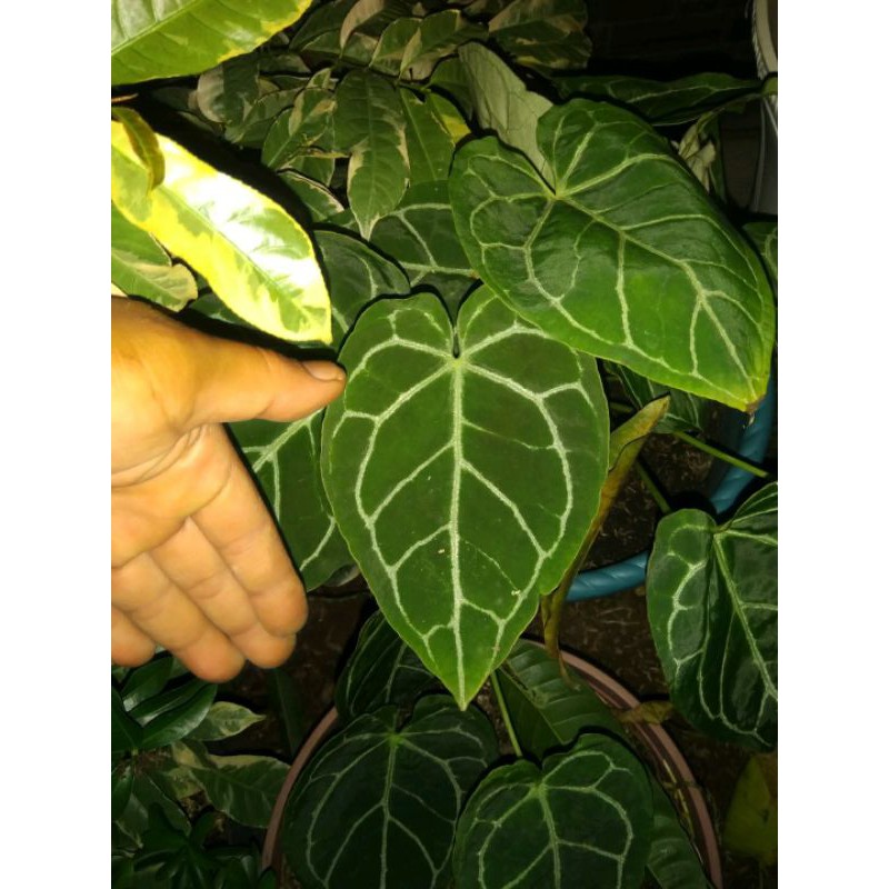 Jual Anthurium Kuping Gajah Tarantula / Tanaman Hias Gajah Tarantula ...