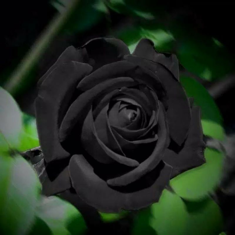 Jual Biji Bunga Mawar Hitam Impor ( Black Rose ) | Shopee Indonesia