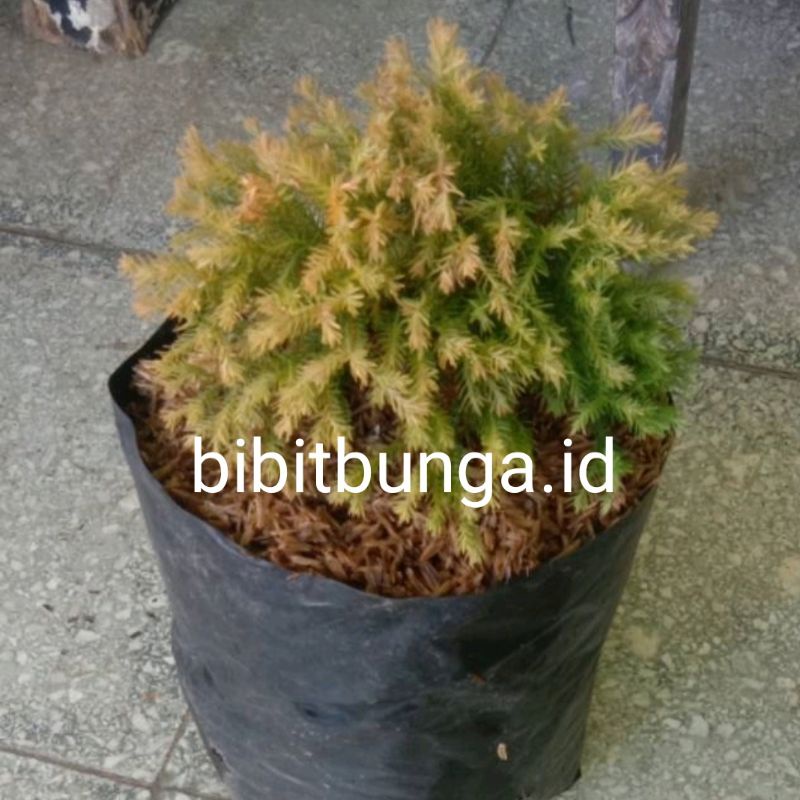 Jual Cemara Rengold / cemara emas / bibit tanaman hias pohon | Shopee ...