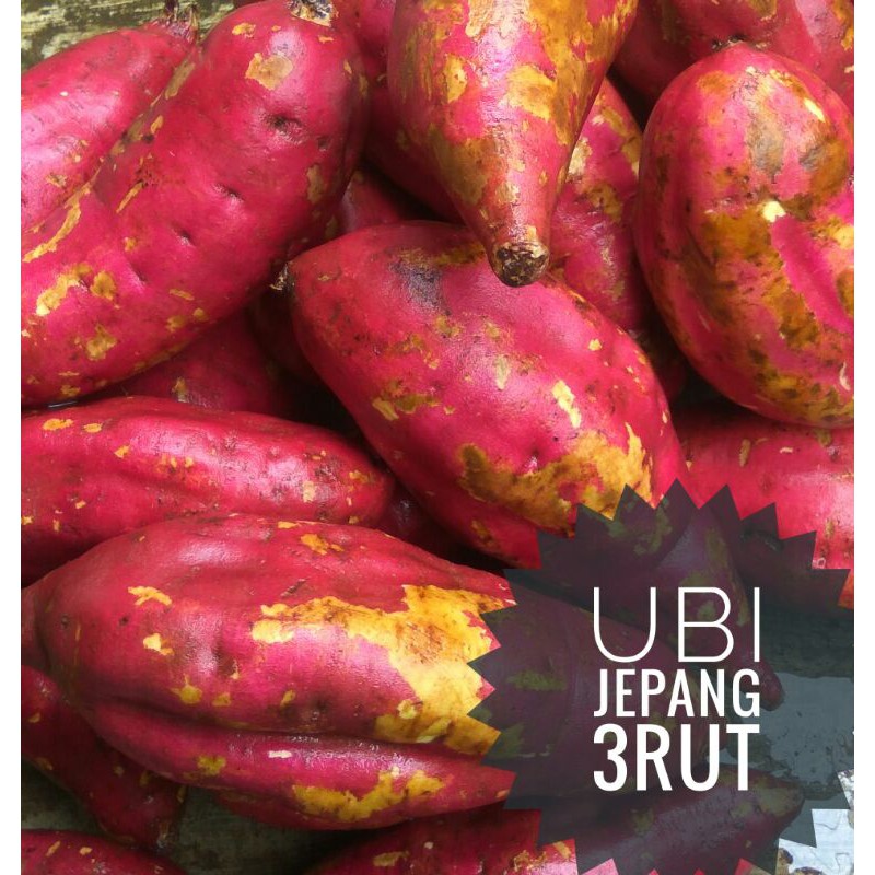 Jual Ubi Jepang asli petani Garut 1000g / 1kg murah dan pulen | Shopee Indonesia
