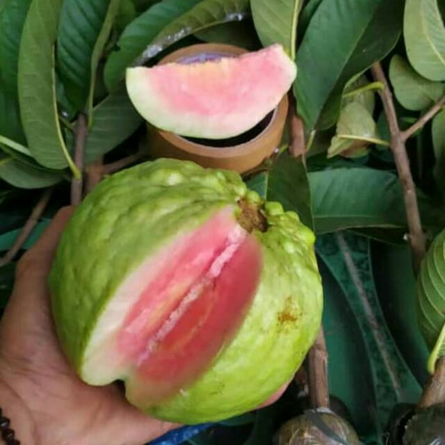 Jual Bibit Jambu Kristal Merah Super Jumbo Asli Banyuwangi Manis Tebal ...
