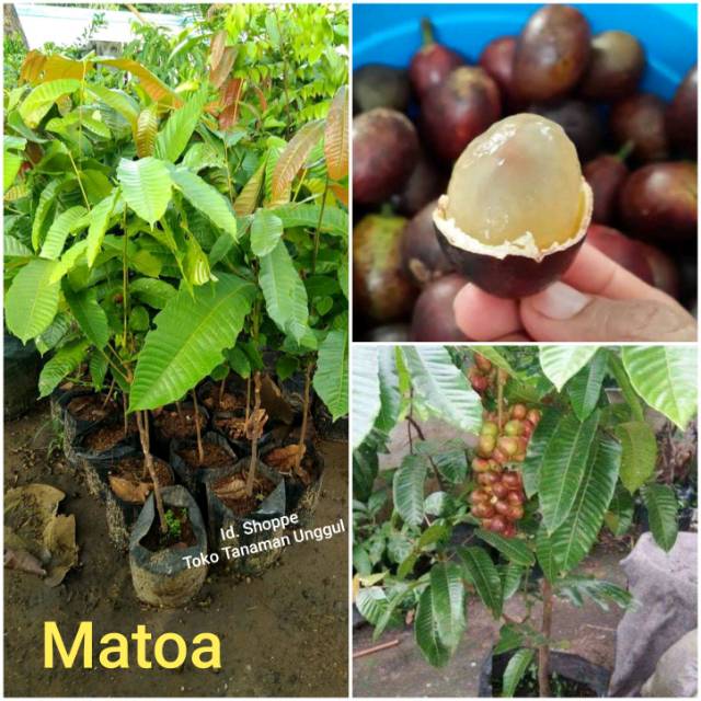 Jual Bibit Matoa Super | Shopee Indonesia