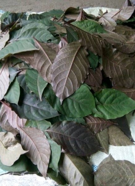 Jual Daun Handeuleum segar atau daun ungu 1000gram | Shopee Indonesia