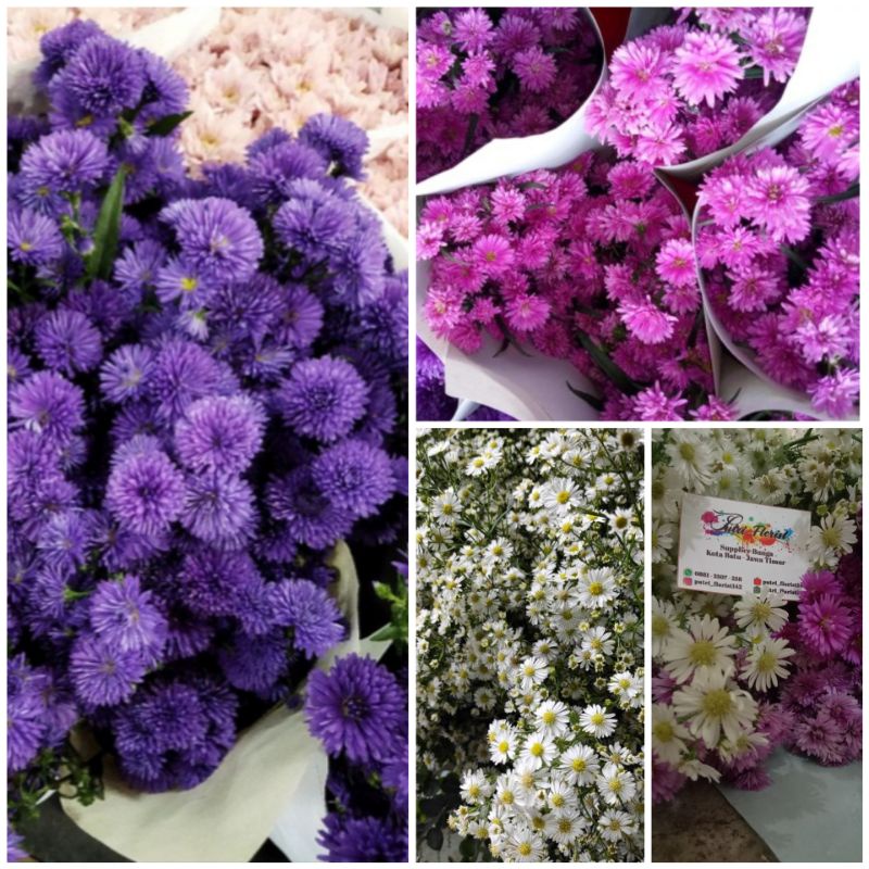 Jual Bunga Potong Pikok 1 ikat 15-30 tangkai | ( Fresh flowers ...