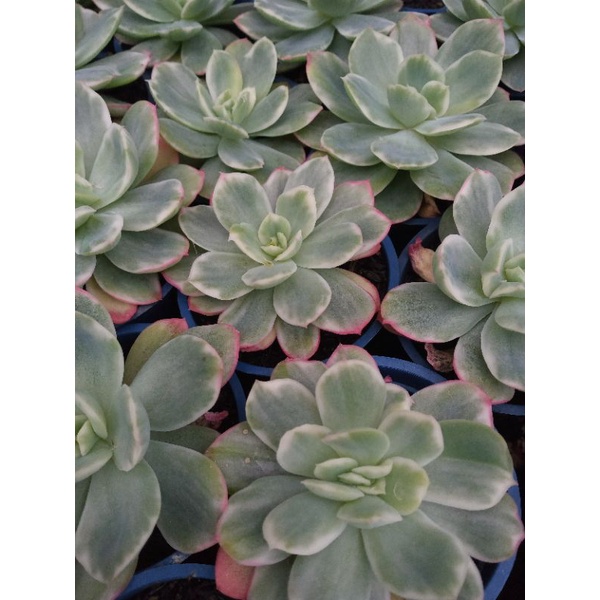 Jual echeveria lemon varigata | Shopee Indonesia