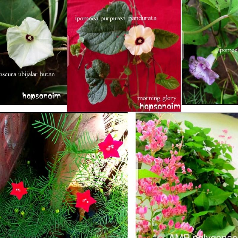Jual benih & tanaman Air mata pengantin Morning Glory Songgo Langit ...