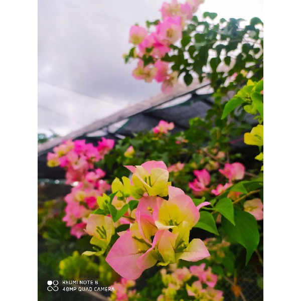 Jual Bibit Bougenville Bengawan Solo Murah Shopee Indonesia