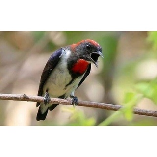 Jual Burung Kemade atau Cabe cabean | Shopee Indonesia