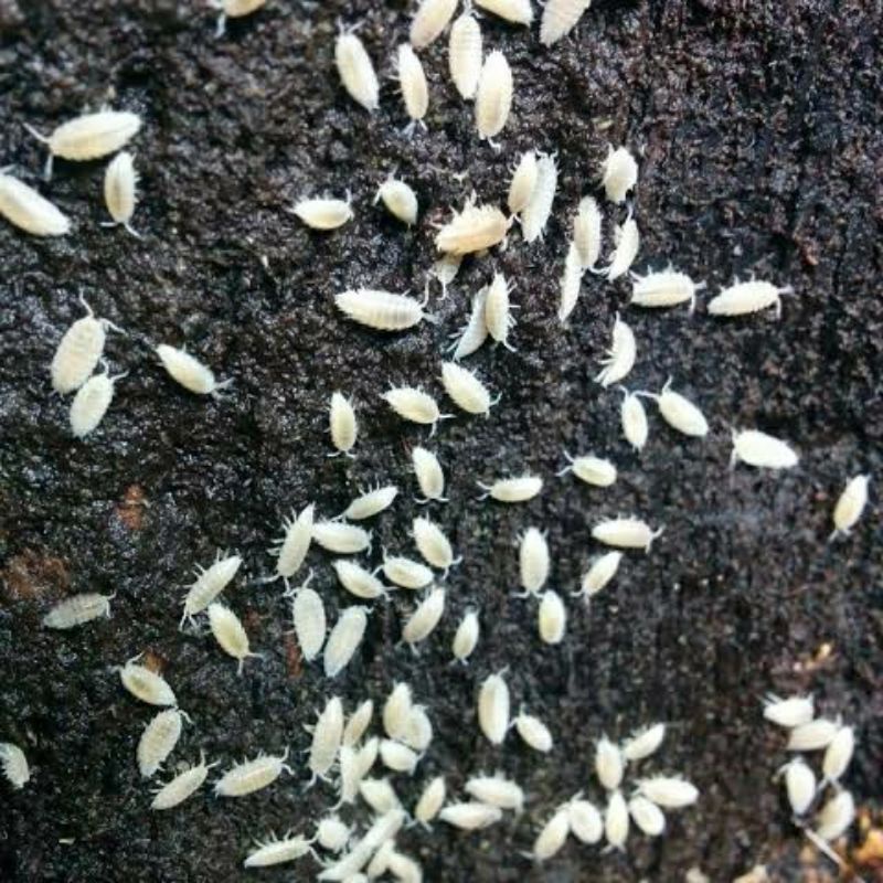 Jual Isopod Springtail Collembola/ Terrarium Reptile Dart Frog | Shopee ...
