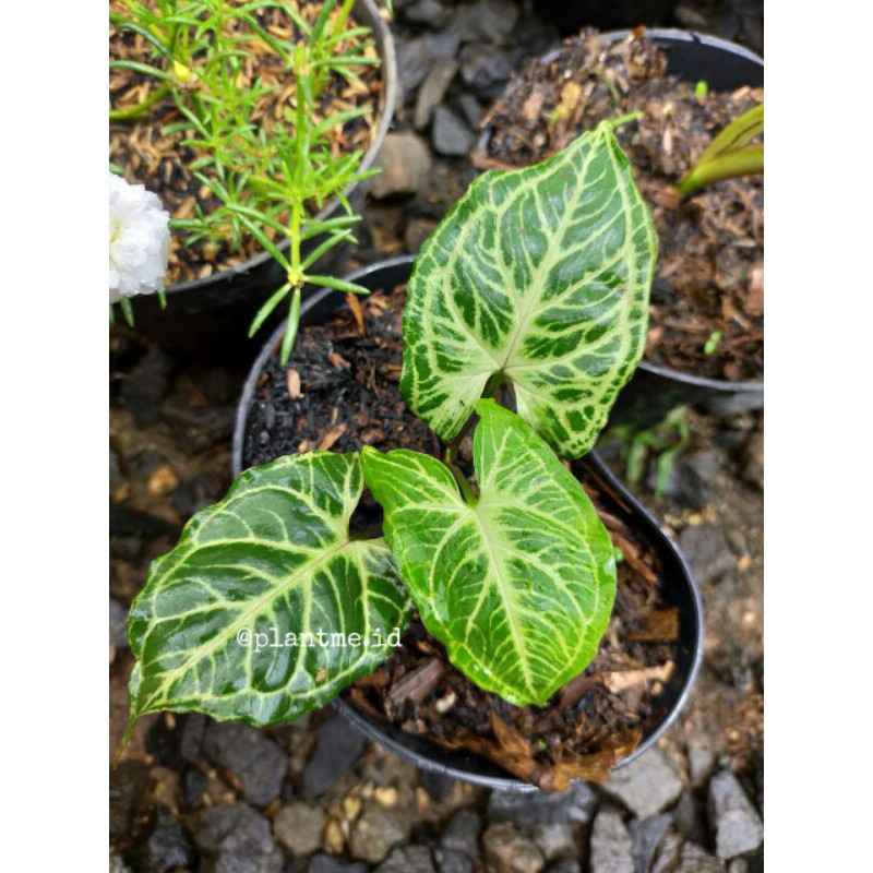 Jual Syngonium Batik | Tanaman Hias | Shopee Indonesia
