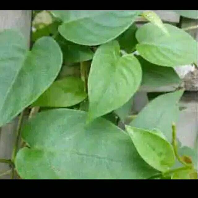 Jual Daun kentut simbukan 250 gram | Shopee Indonesia