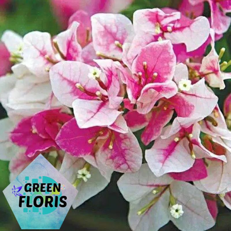 Jual Bibit Bougenville Sakura IMPORT bugenvil sakura Batang Ori ...