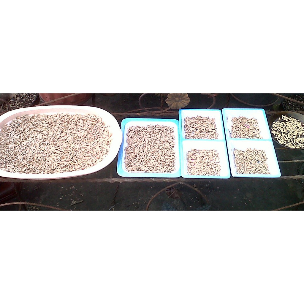 Jual Seed/Biji/Benih Adenium obesum mix bunga singel isi 50 biji ...