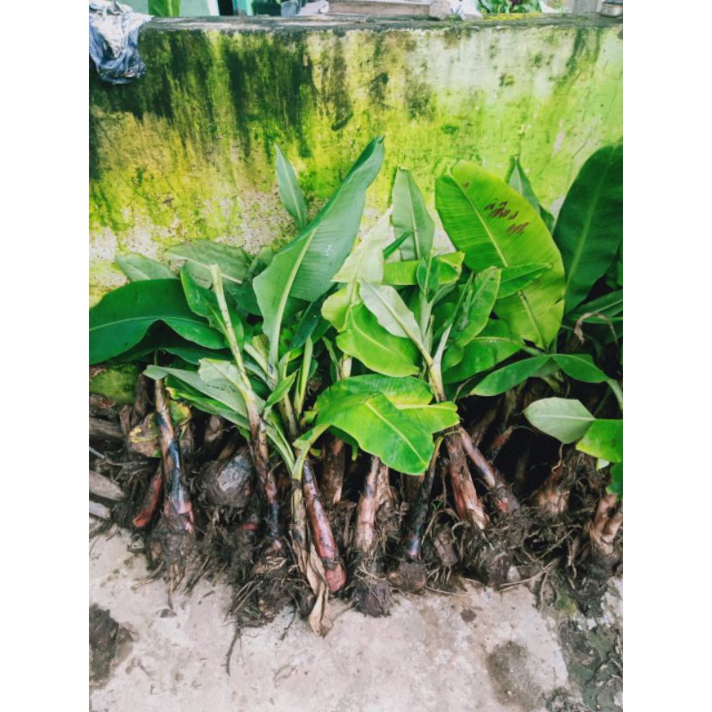 Jual Bibit pisang raja sajen siap tanam cepat berbuah | Shopee Indonesia