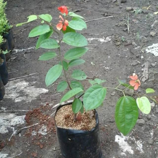 Jual Tanaman bunga rambat bauhinia coccinea | Shopee Indonesia