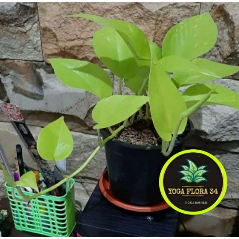 Jual Pohon sirih gading lemon - Tanaman Hias Rambat / Gantung Sirih ...