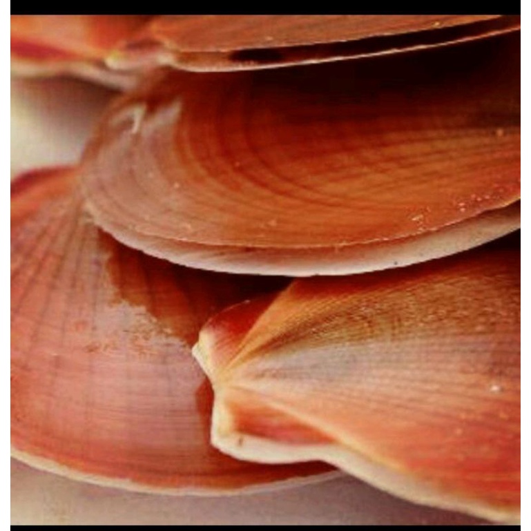 Jual kerang simping segar per kg | Shopee Indonesia