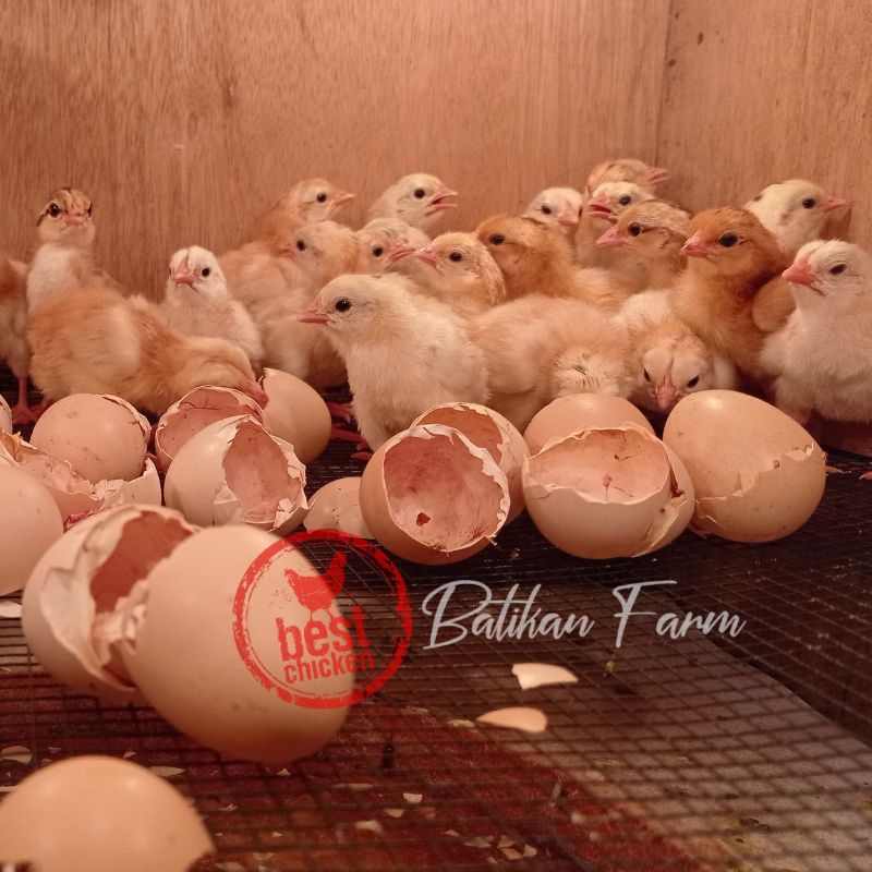 Jual telur ayam elba fertil asli temanggung | Shopee Indonesia