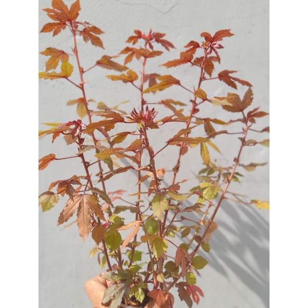 Jual red_panama | Shopee Indonesia