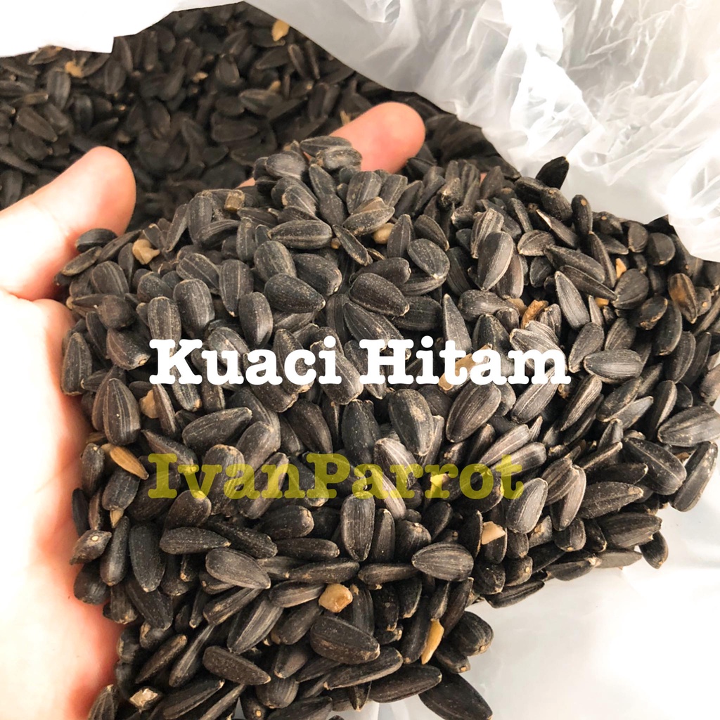 Jual KUACI HITAM ROASTED BLACK SUNFLOWER 1KG SANGRAI khusus burung ...