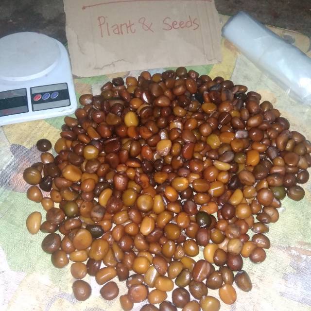Jual Biji benih bibit Salak Sidempuan Salak Merah Unggul Pilihan ...