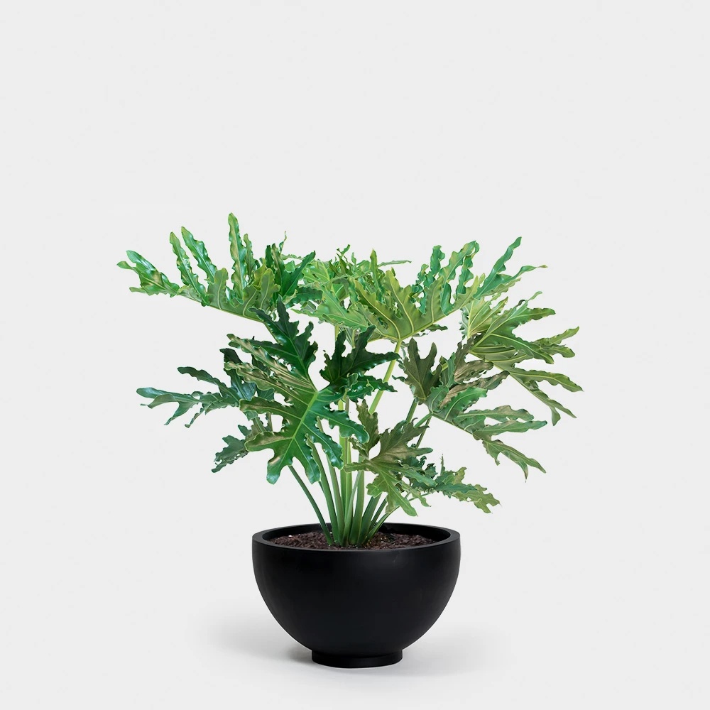 Jual Tanaman Hias philodendron jari size medium - Tanaman Hidup - Bunga ...
