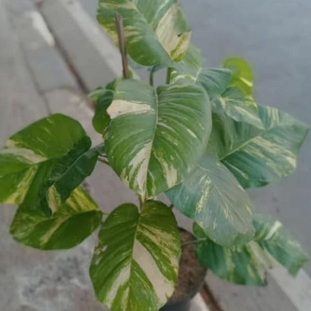 Jual Tanaman Hias Epipremnum Aureum - Big Size / 50 Cm Sri Gading Hijau ...