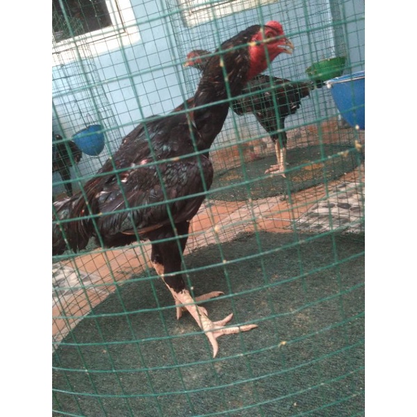 Jual janggaran 1 Pasang F1 | Shopee Indonesia