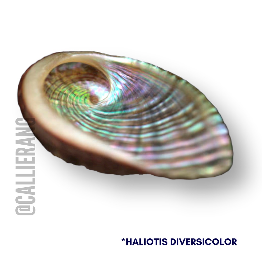 Jual Kulit Kerang / Cangkang Kerang Haliotis Diversicolor 500gr | Shopee Indonesia