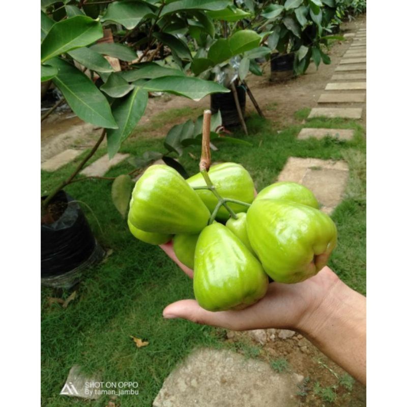 Jual bibit jambu air cincalo hijau siap berbuah( Bisa cod) | Shopee ...