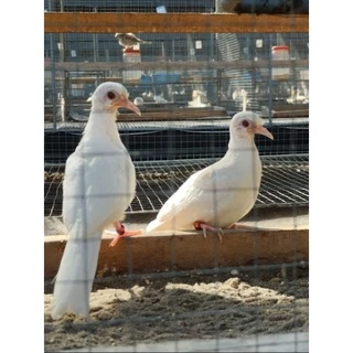 Jual Perkutut Putih Terlengkap & Harga Terbaru Juni 2024 | Shopee Indonesia