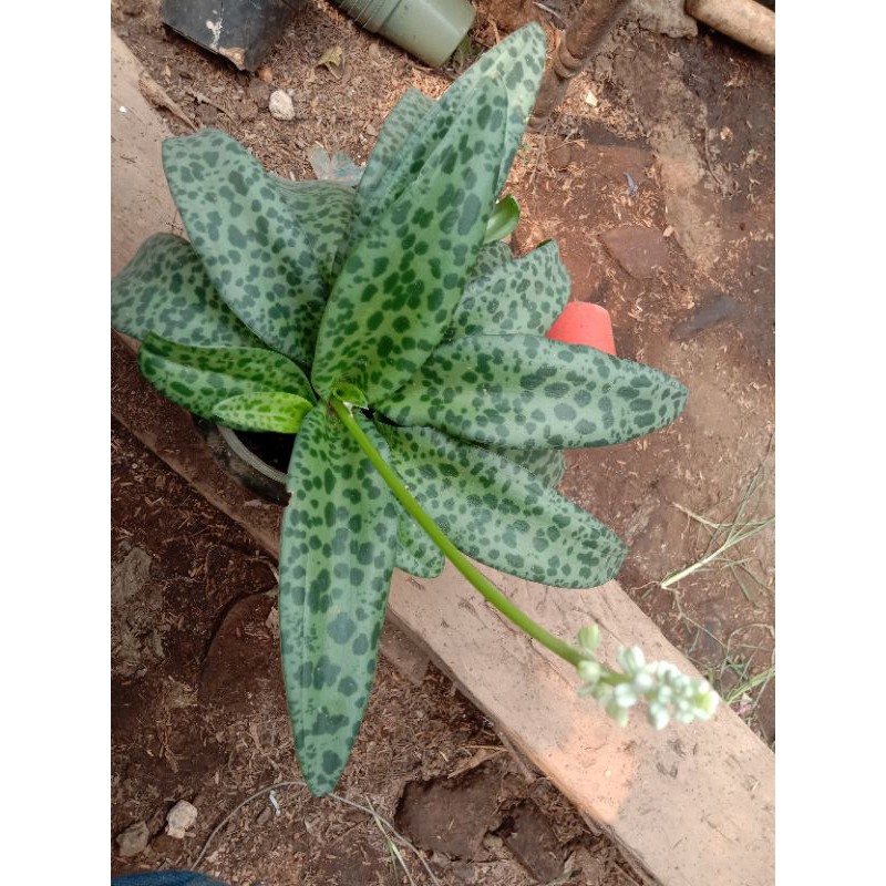 Jual tanaman lidah katak | Shopee Indonesia