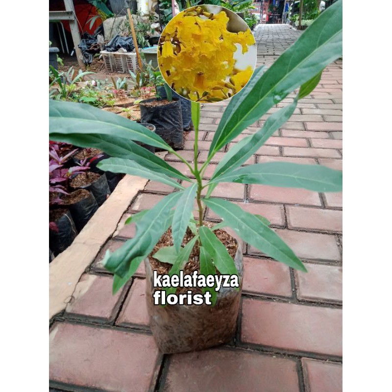 Jual tanaman bunga tabebuya kuning | bibit tanaman bunga tabebuya ...