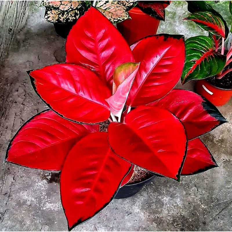 Jual Aglonema Suksom Jaipong Culture Merah Merona | Tanaman Hias Bunga Aglonema Suksom Jaipong ...