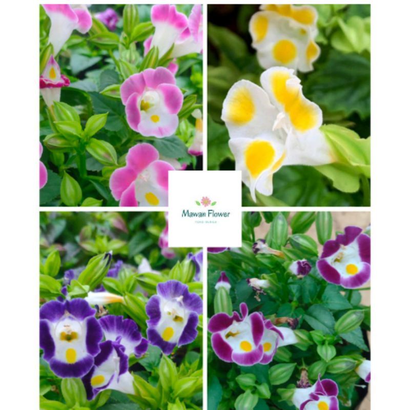 Jual Tanaman hias bunga mata kucing | bunga teronia | Bunga teronia ...