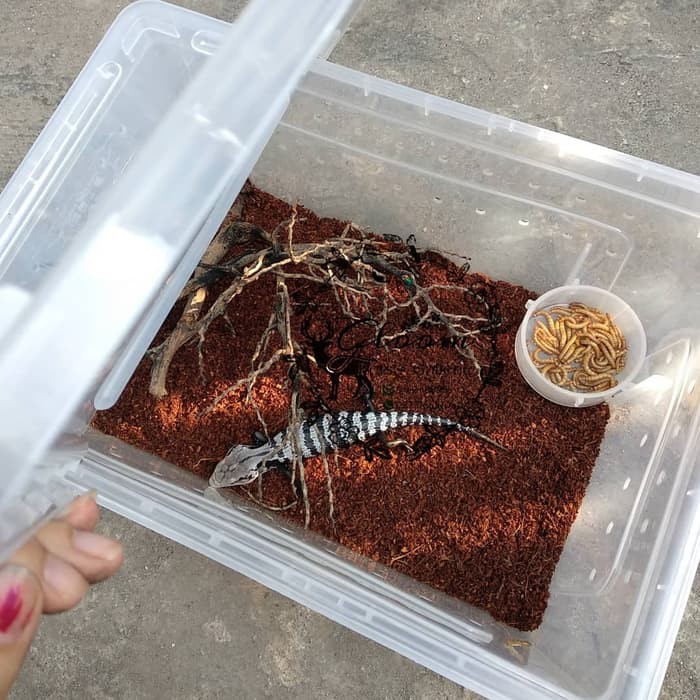 Jual Kandang Tarantula Enclosure Tarantula Box Reptil L 32x22x15cm ...