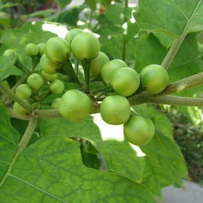 Jual Buah Takokak Tekokak (solanum torvum) | Shopee Indonesia