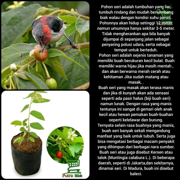 Jual Bibit Pohon Buah Ceri Seri Kersen Talok Keres Kersem - Tanaman ...