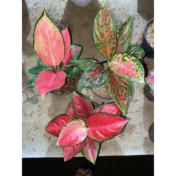 Jual aglaonema red anja red majesty green venus | Shopee Indonesia