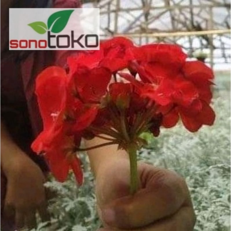 Jual Tanaman Bunga Geranium Merah | Shopee Indonesia