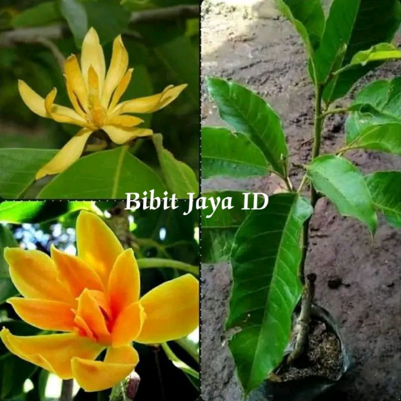 Jual Bibit Tanaman Bunga Kantil Kuning Unggulan | Shopee Indonesia