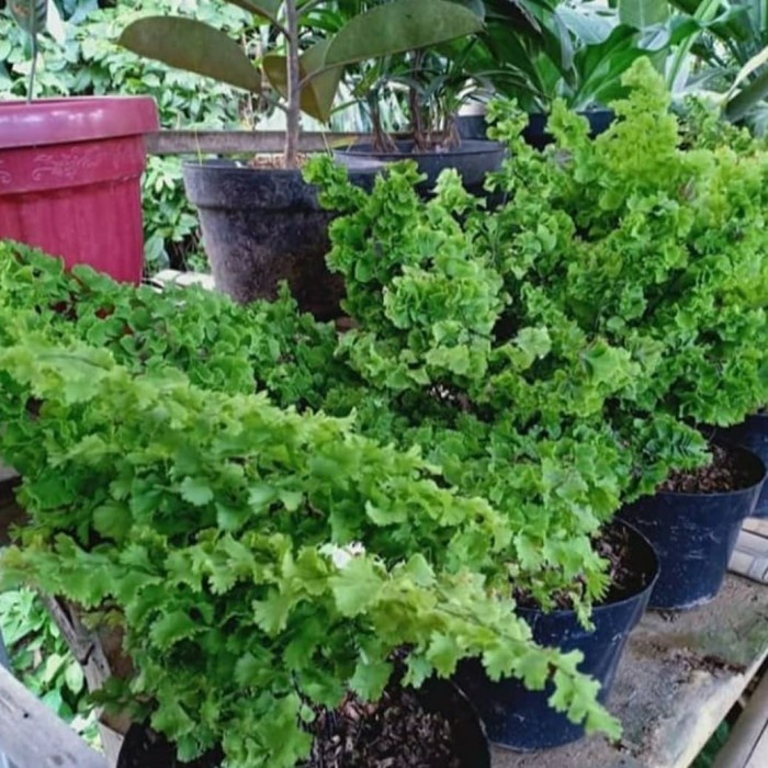 Jual (COD) Tanaman hias suplir keriting - tanaman gantung suplir ...