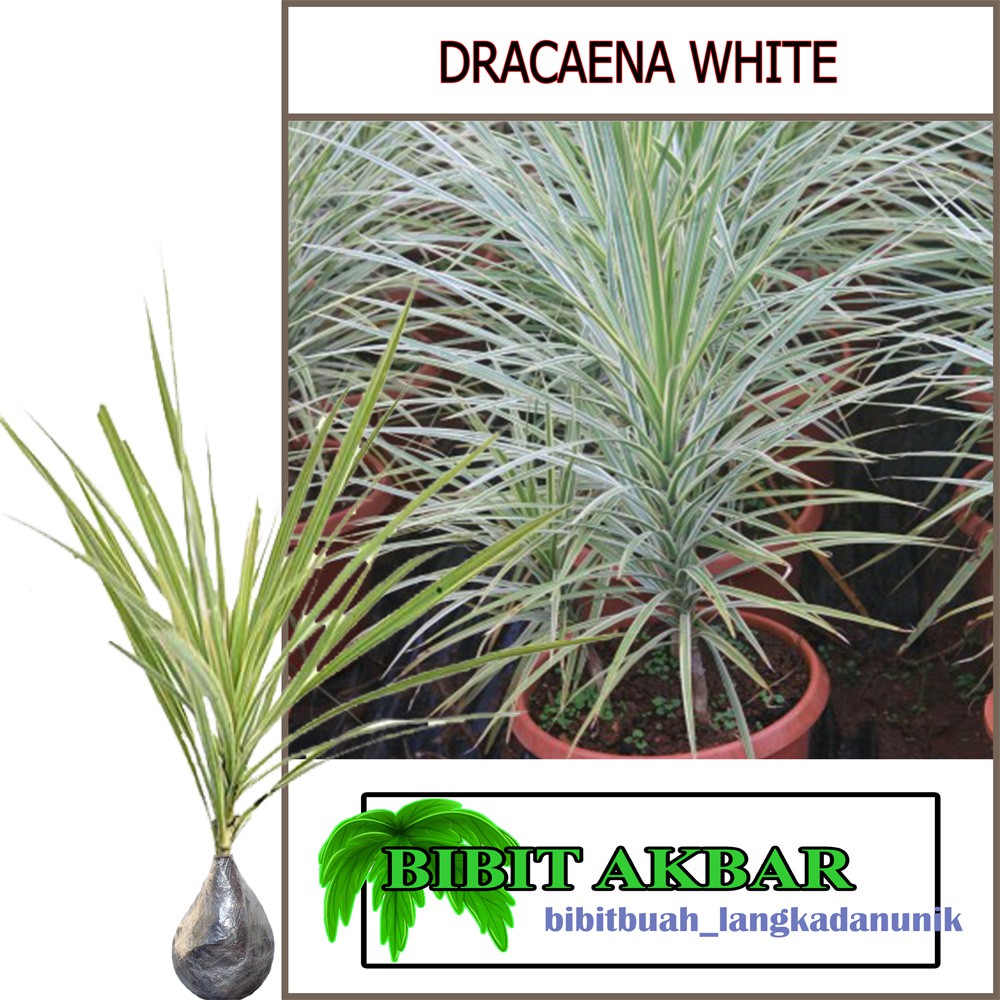 Jual Bibit Tanaman Hias Daun Dracaena White | Shopee Indonesia Jual Bibit Tanaman Hias Daun Dracaena White | Shopee Indonesia