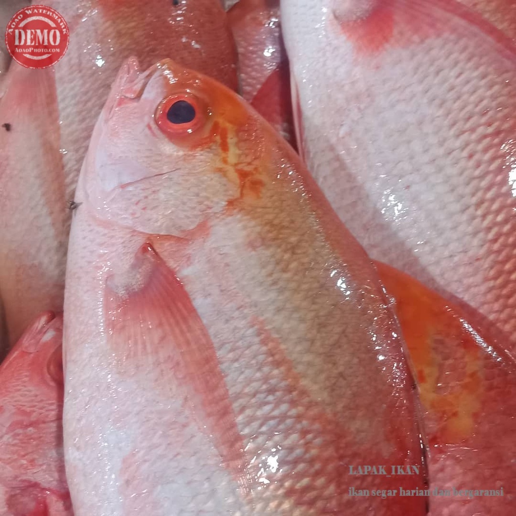 Jual Ikan Kakap Merah Segar 1Kg Kakap Wakung Sawo Red Snnaper Fresh ...