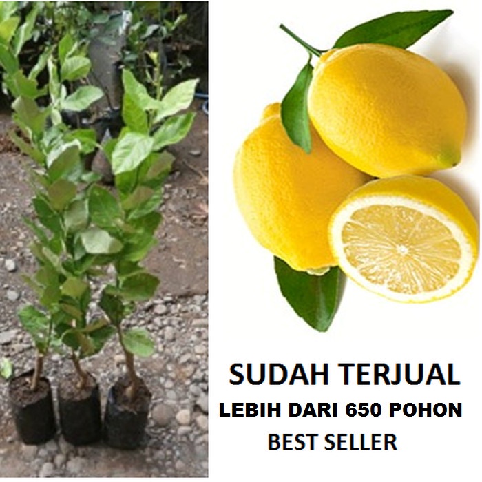 Jual Bibit Jeruk Lemon California Lemon Jumbo Okulasi Bibit Unggul ...
