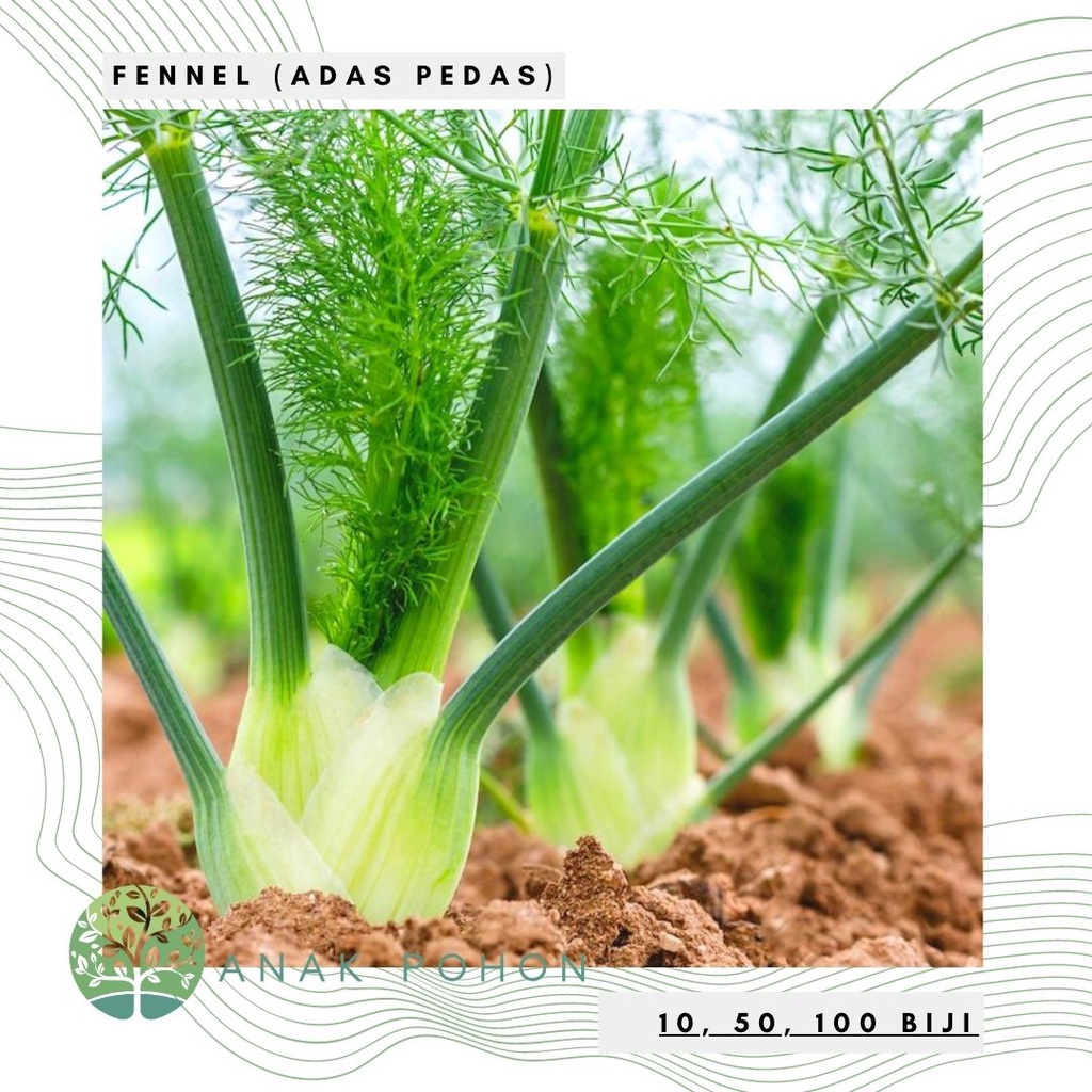 Jual Benih Bibit Biji - Fennel Adas Pedas Herb Seeds - IMPORT | Shopee ...