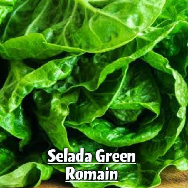 Jual selada green romaine benih biji | Shopee Indonesia