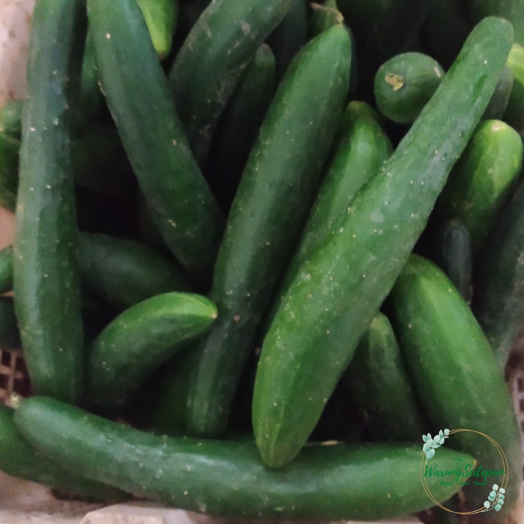 Jual Timun Jepang 500 gr Timun Kyuri Segar Timun Jepang Segar Sayur ...