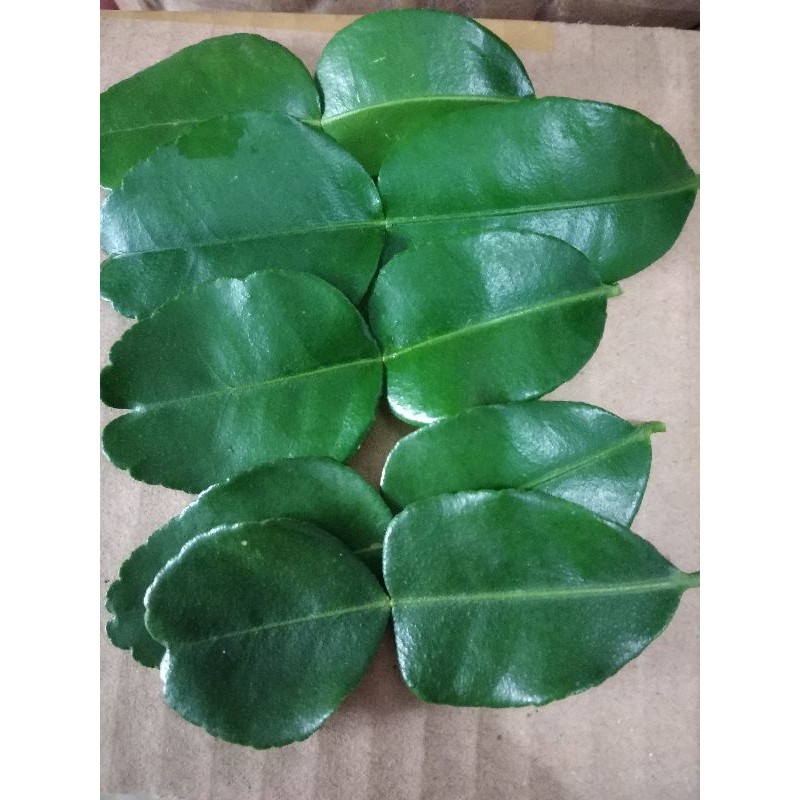 Jual Daun Jeruk Purut Organik 20gr (SEGAR) | Shopee Indonesia