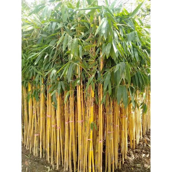 Jual Tanaman Bambu Kuning / Bambu kuning cina (isi 3-4) | Shopee Indonesia